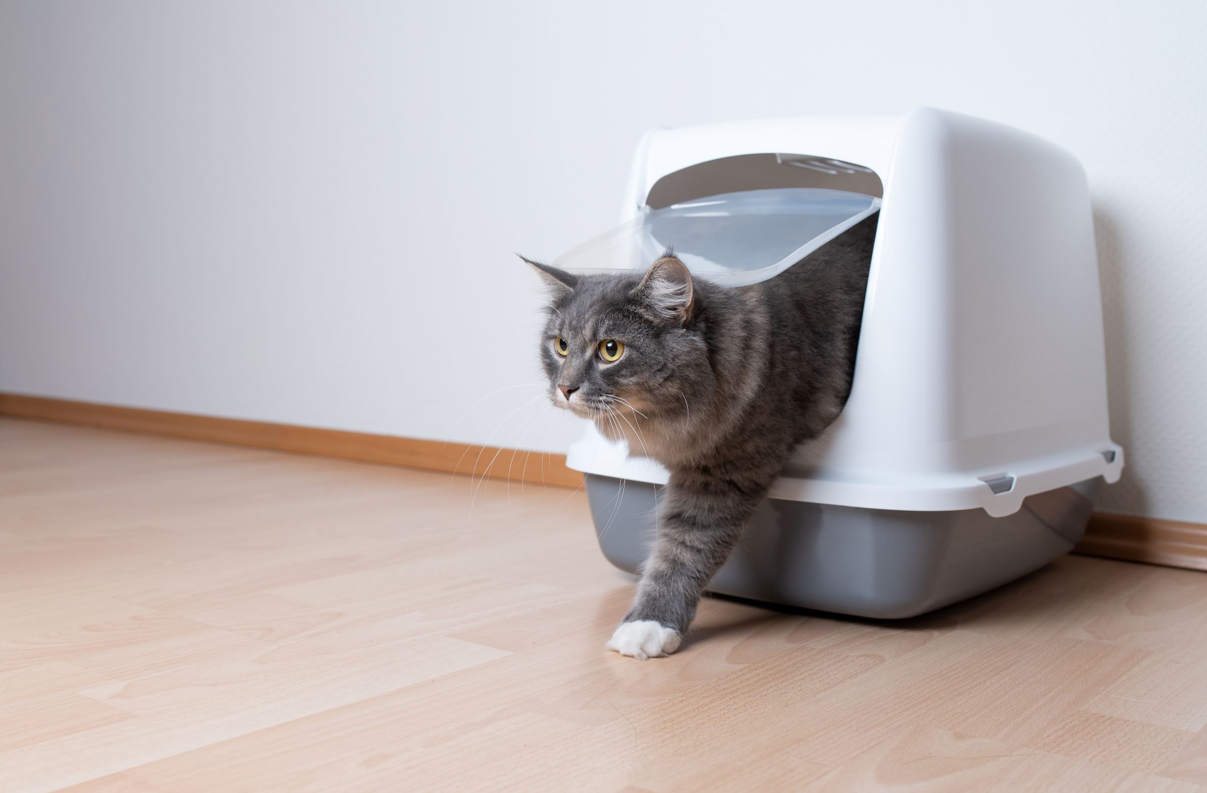 CATLITTER | My Wholesome Pet